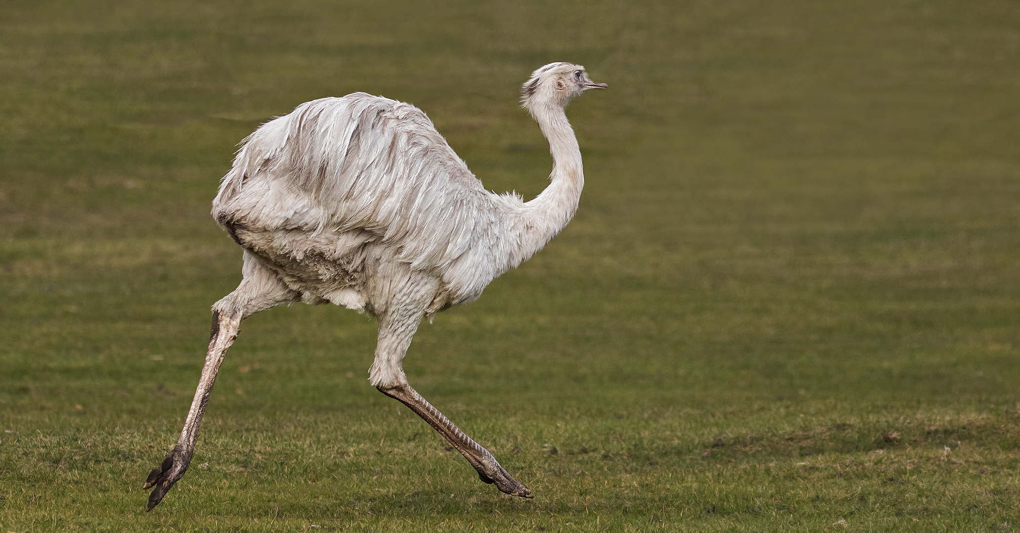 Nandu 001 Foto & Bild | tiere, zoo, wildpark & falknerei, vögel Bilder ...