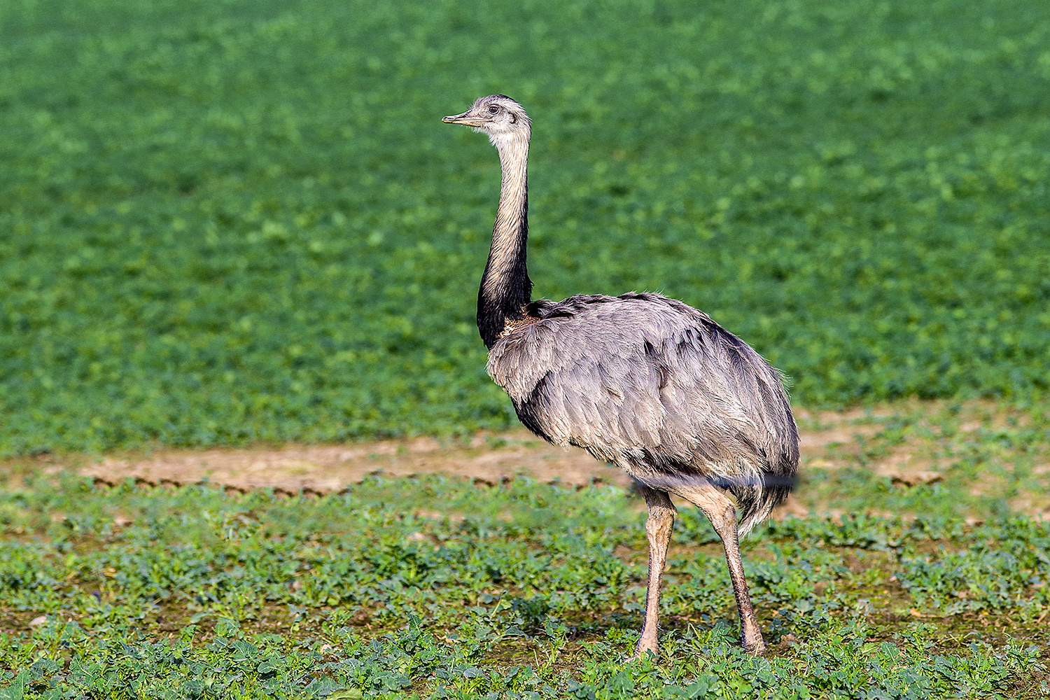 Nandu 1 Foto & Bild | natur, tiere, vögel Bilder auf fotocommunity Nandu 1 Foto & Bild | natur, tiere, vögel Bilder auf fotocommunity