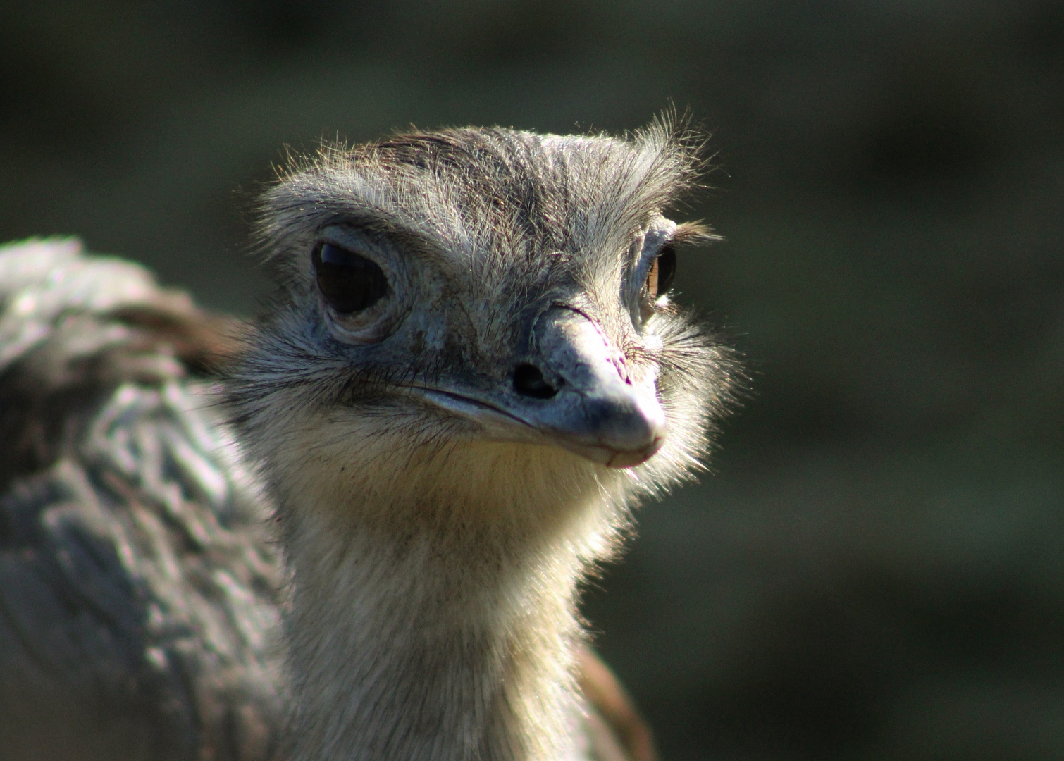 Nandu Foto & Bild | natur, tiere, vögel Bilder auf fotocommunity