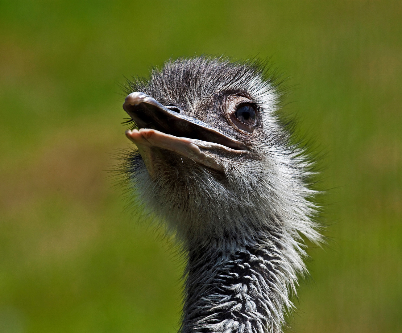 Nandu Foto & Bild | tiere, natur, portrait Bilder auf fotocommunity Nandu Foto & Bild | tiere, natur, portrait Bilder auf fotocommunity