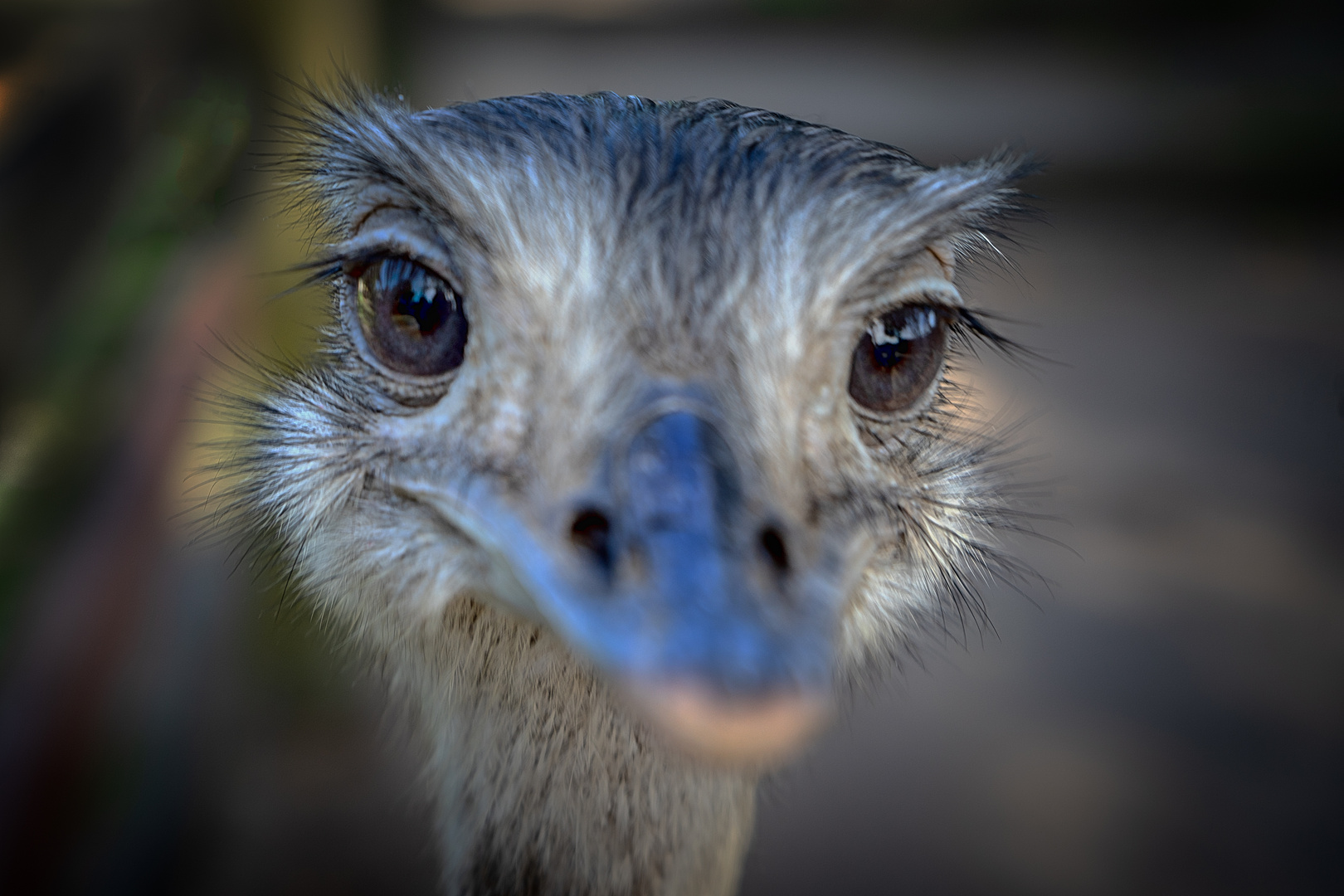 Nandu Foto & Bild | natur, tiere, vögel Bilder auf fotocommunity Nandu Foto & Bild | natur, tiere, vögel Bilder auf fotocommunity