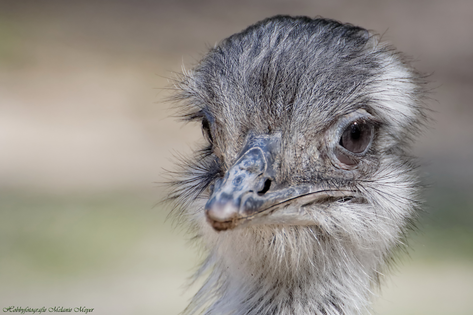 Nandu Foto & Bild | natur, tiere, vögel Bilder auf fotocommunity