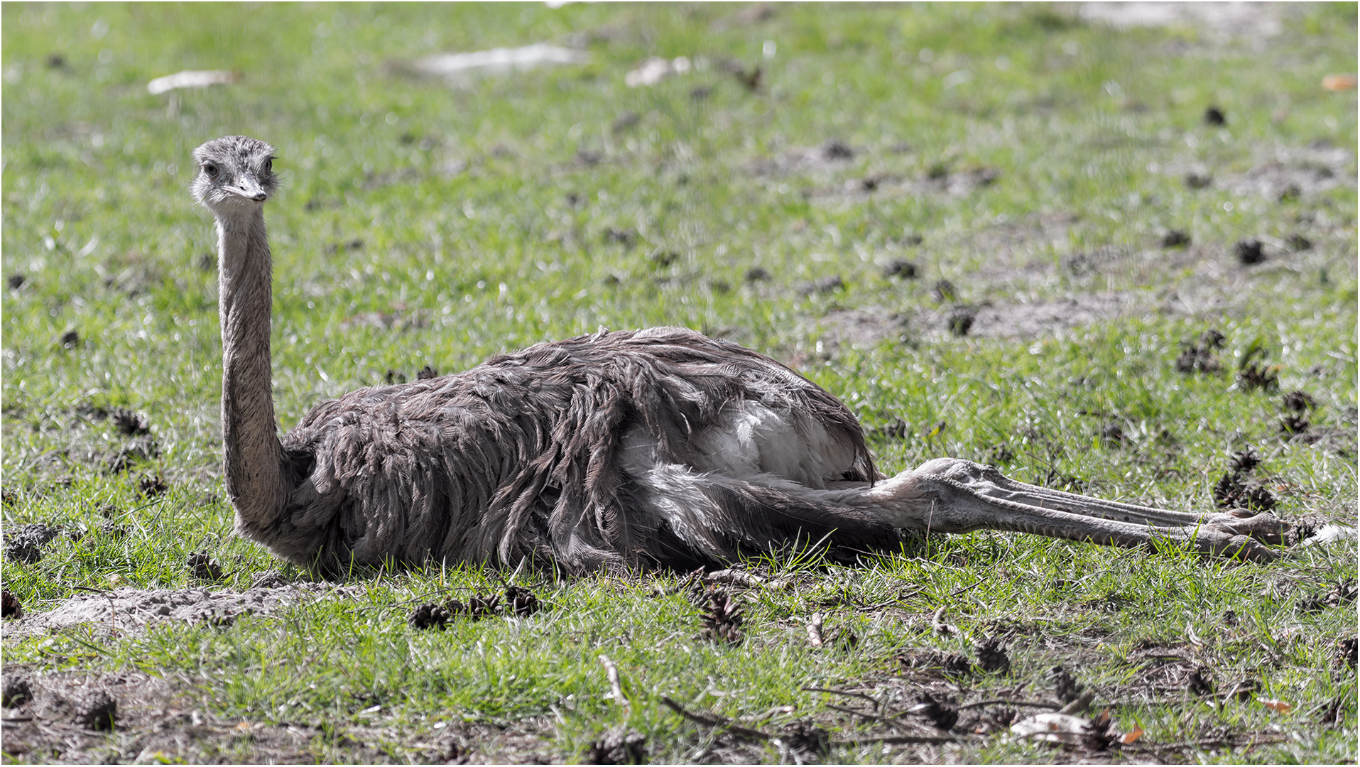 Nandu Foto & Bild | vögel Bilder auf fotocommunity
