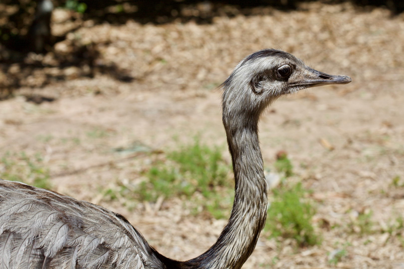 Nandu Foto & Bild | natur, wildlife, argentina Bilder auf fotocommunity