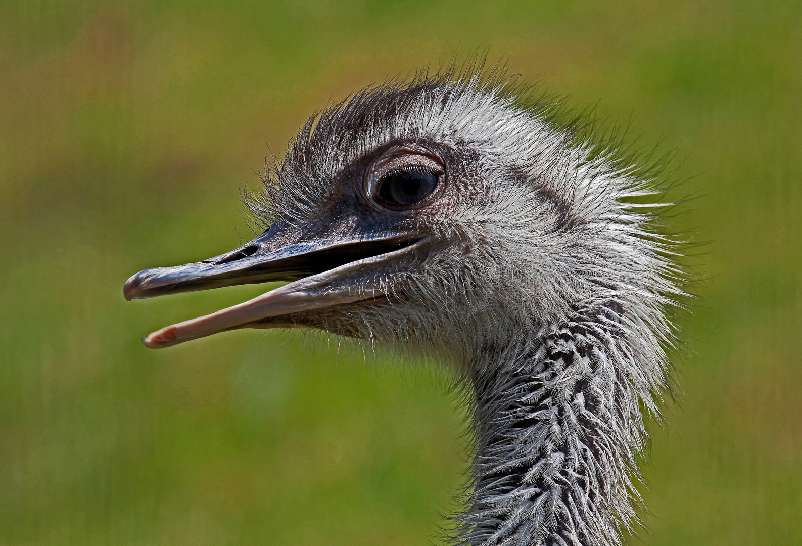 Nandu Foto & Bild | tiere, natur, zoo Bilder auf fotocommunity