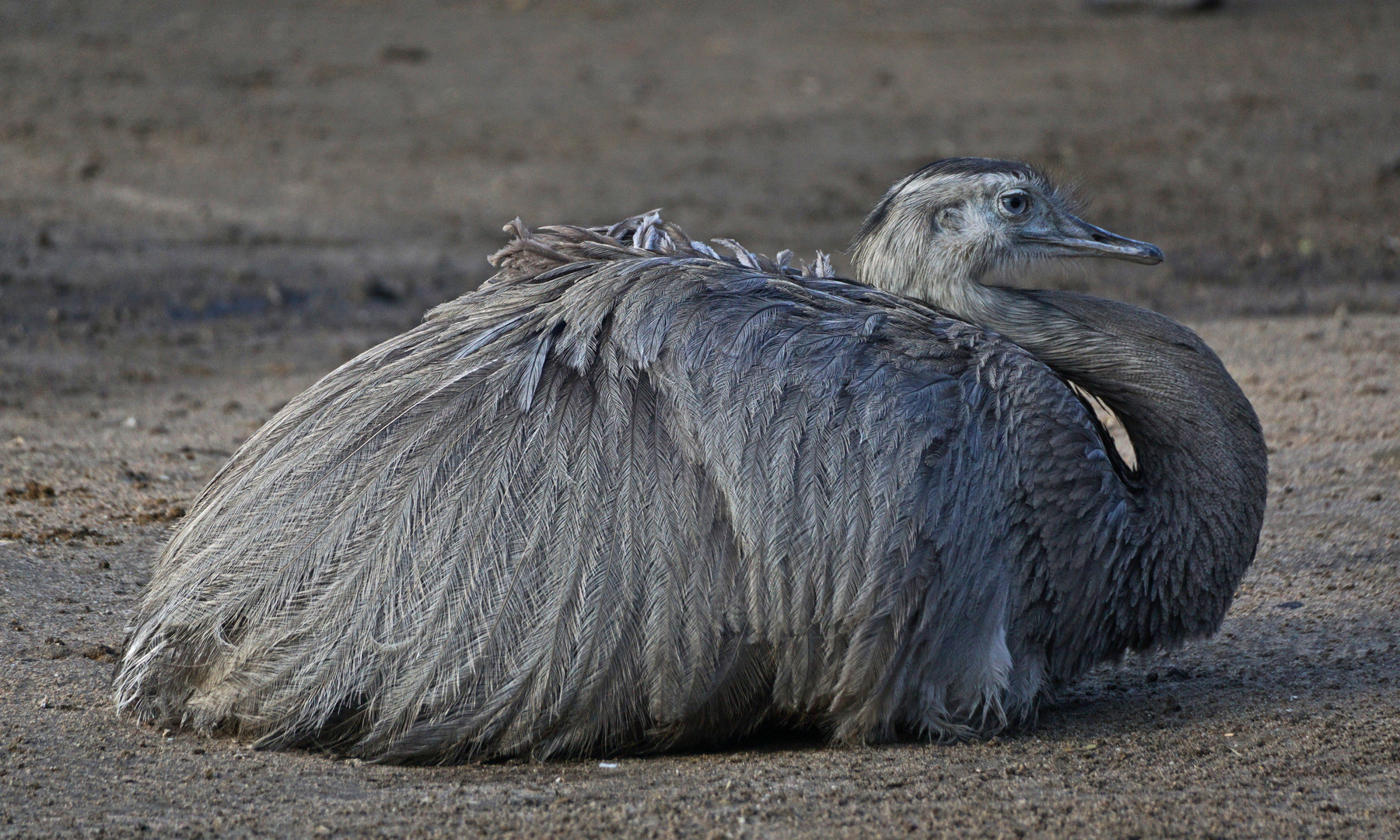 Nandu Foto & Bild | natur, vogel, zoo Bilder auf fotocommunity