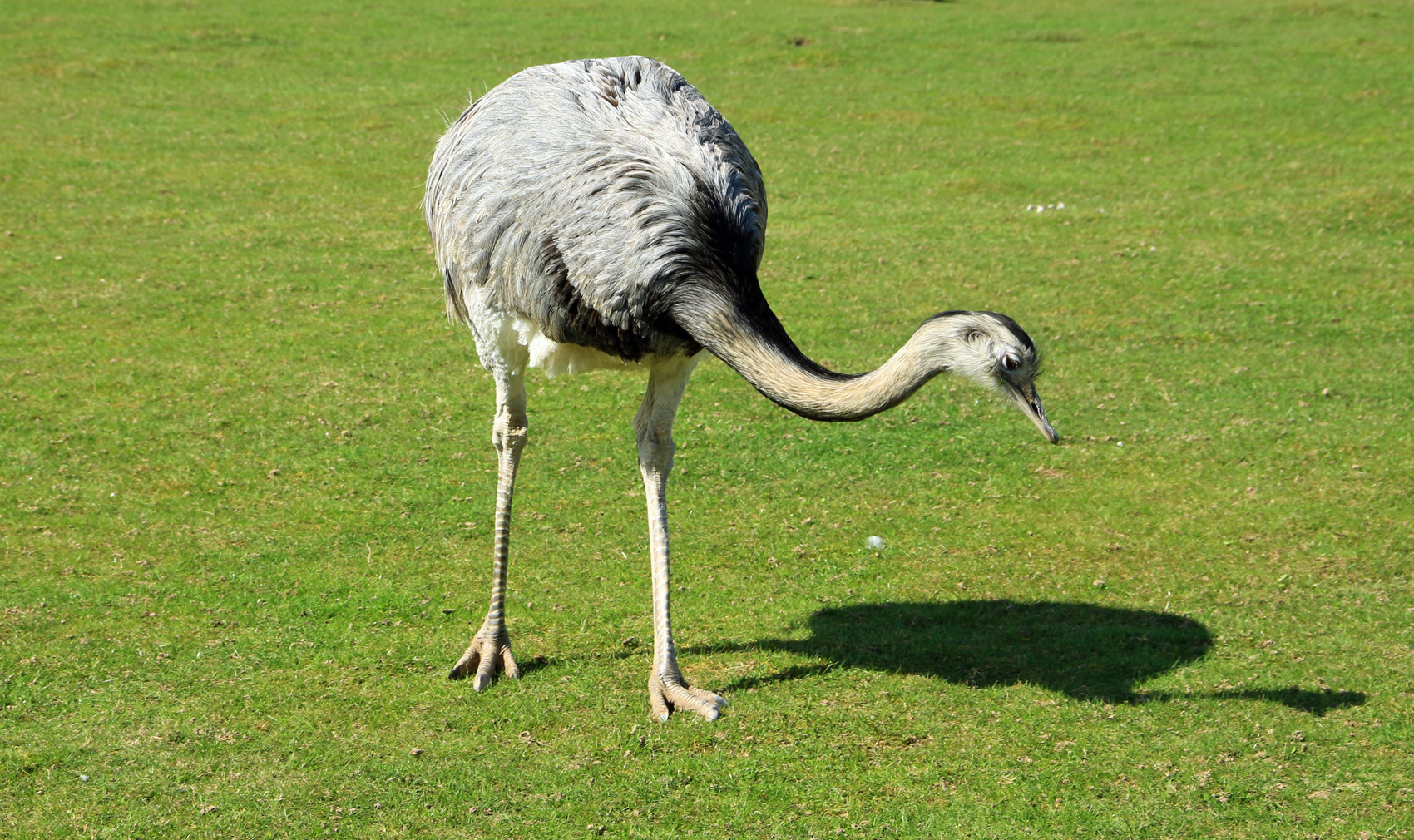 Nandu Foto & Bild | tiere, natur, vögel Bilder auf fotocommunity