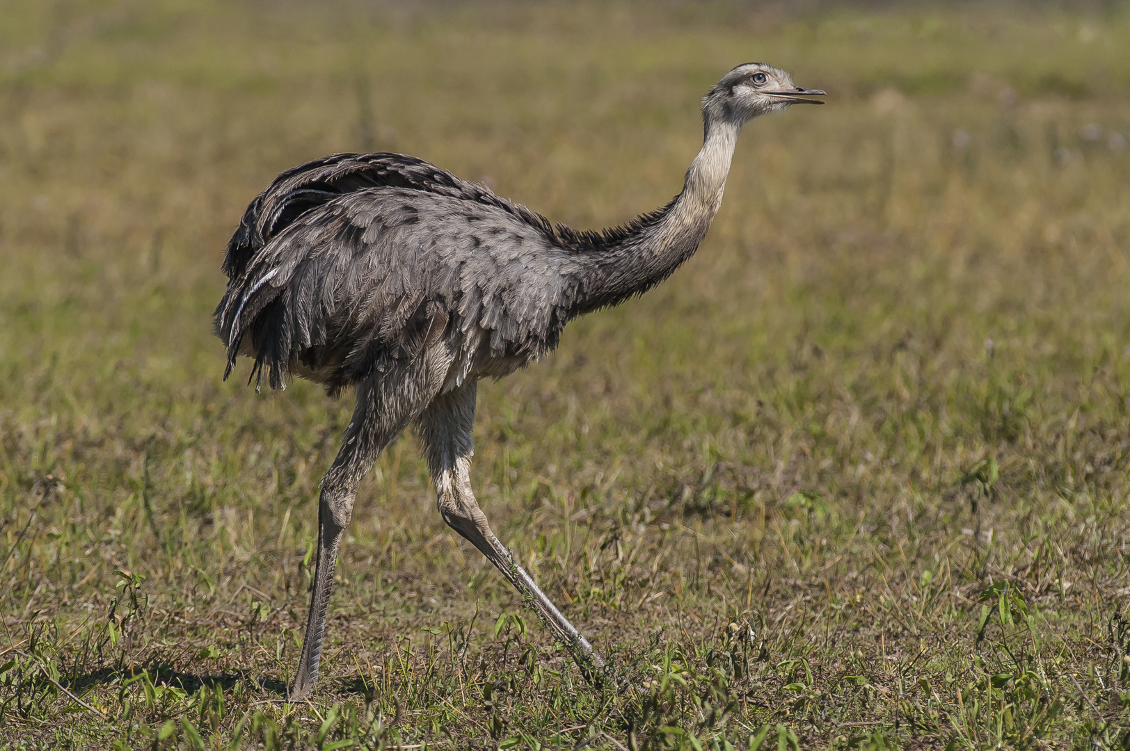 Nandu - Das Weibchen Foto & Bild | tiere, wildlife, wild lebende vögel ...