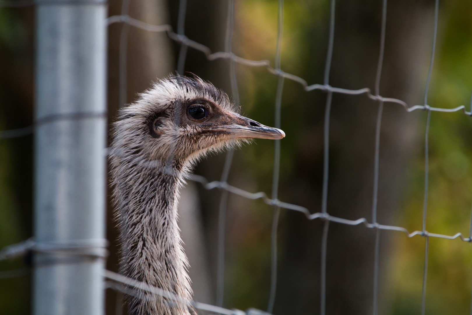 Nandu Foto & Bild | natur, vogel, zoo Bilder auf fotocommunity