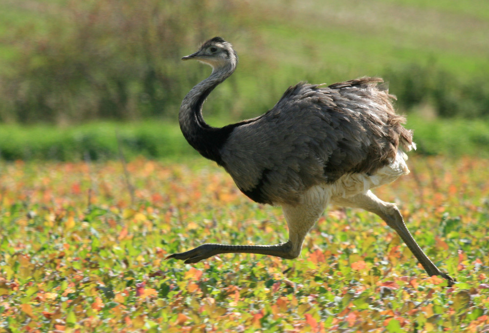Nandu im Sprint Foto & Bild | tiere, wildlife, wild lebende vögel ...