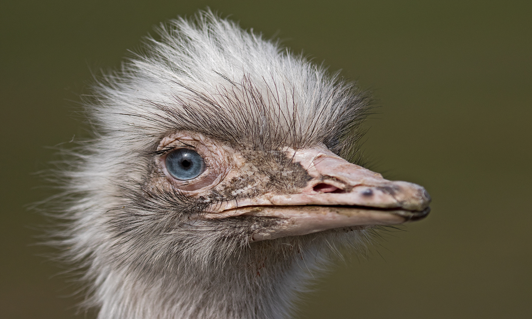 Nandu-Portrait 001 Foto & Bild | tiere, zoo, wildpark & falknerei ...