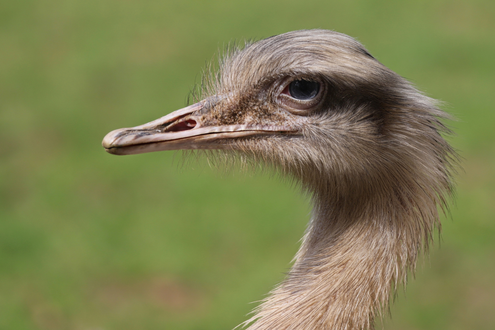 Nandu Portrait 1 (2018_04_21_EOS 6D Mark II_1340_ji) Foto & Bild | zoo ...