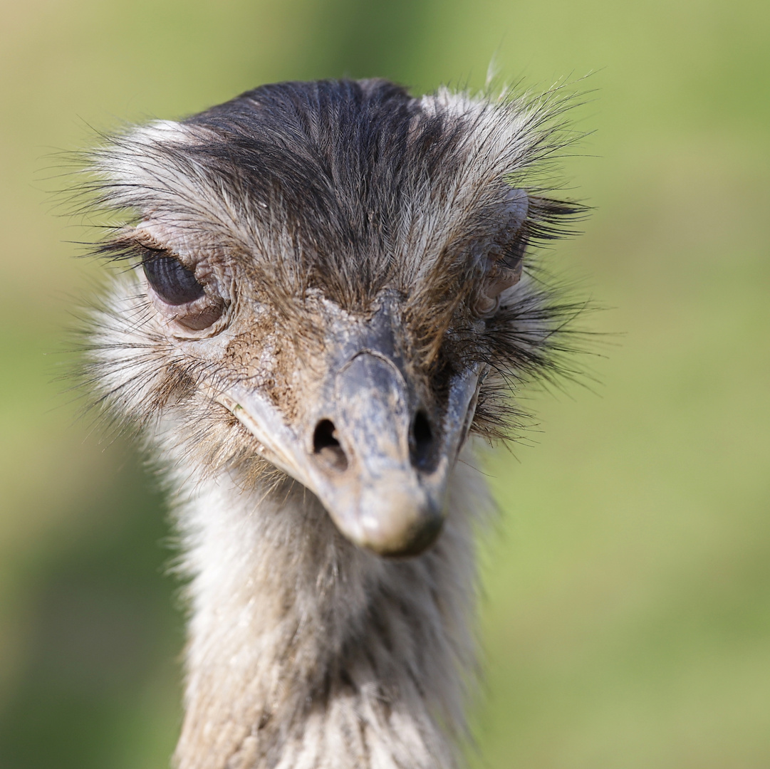 Nandu-Portrait 3 (2018_04_21_EOS 6D Mark II_1342_ji) Foto & Bild | zoo ... Nandu-Portrait 3 (2018_04_21_EOS 6D Mark II_1342_ji) Foto & Bild | zoo ...