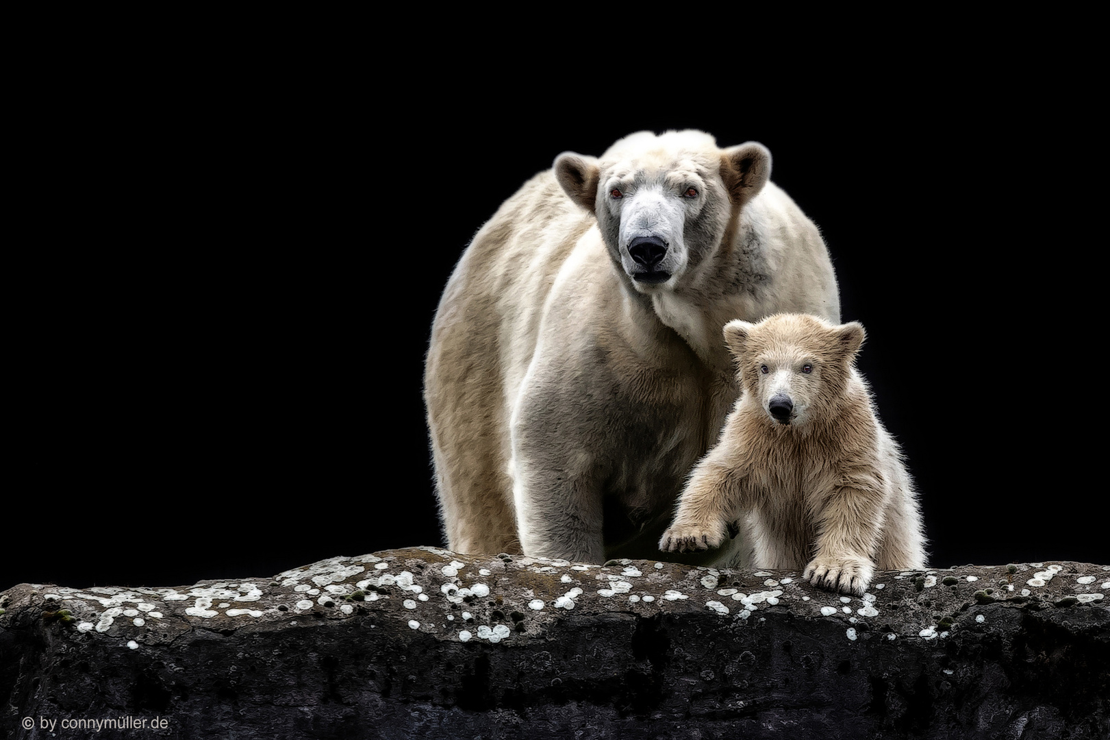 Nanook Foto & Bild | natur, bildbearbeitung, zoo Bilder auf fotocommunity