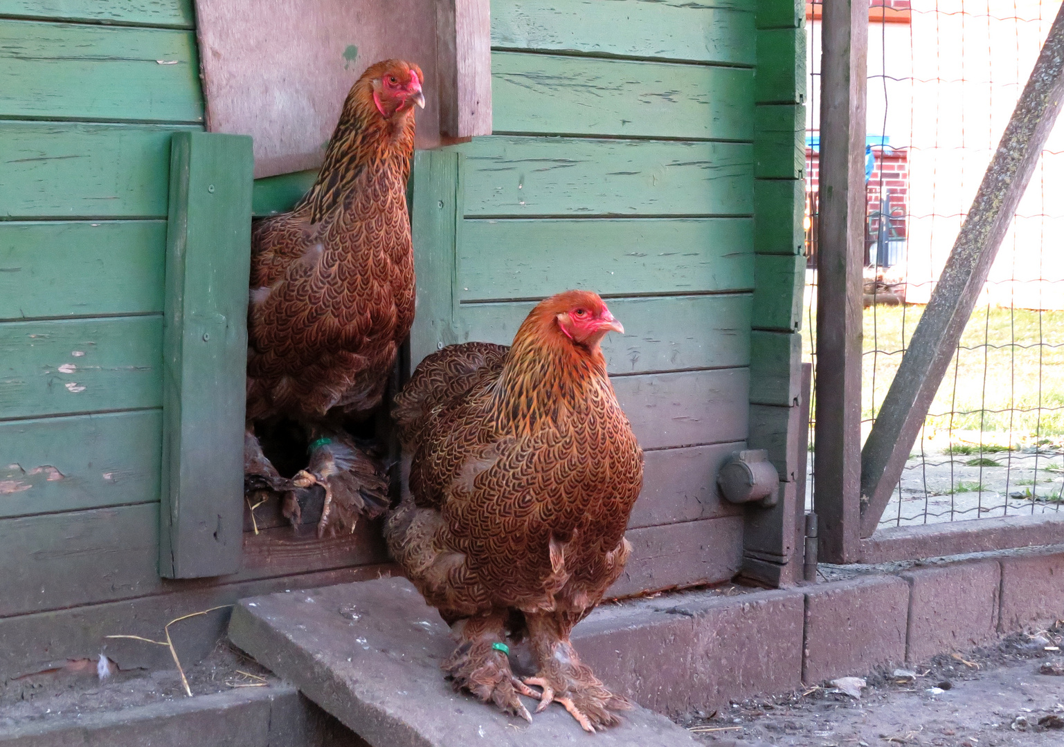 nanu ... Foto & Bild | outdoor, natur, vögel Bilder auf fotocommunity