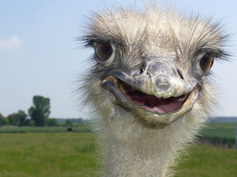 Nanu Foto & Bild | tiere, zoo, wildpark & falknerei, vögel Bilder auf ...