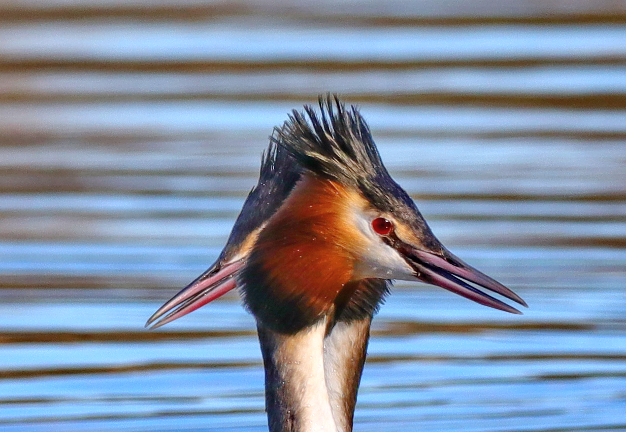Nanu.... Foto & Bild | tiere, wildlife, wild lebende vögel Bilder auf ...