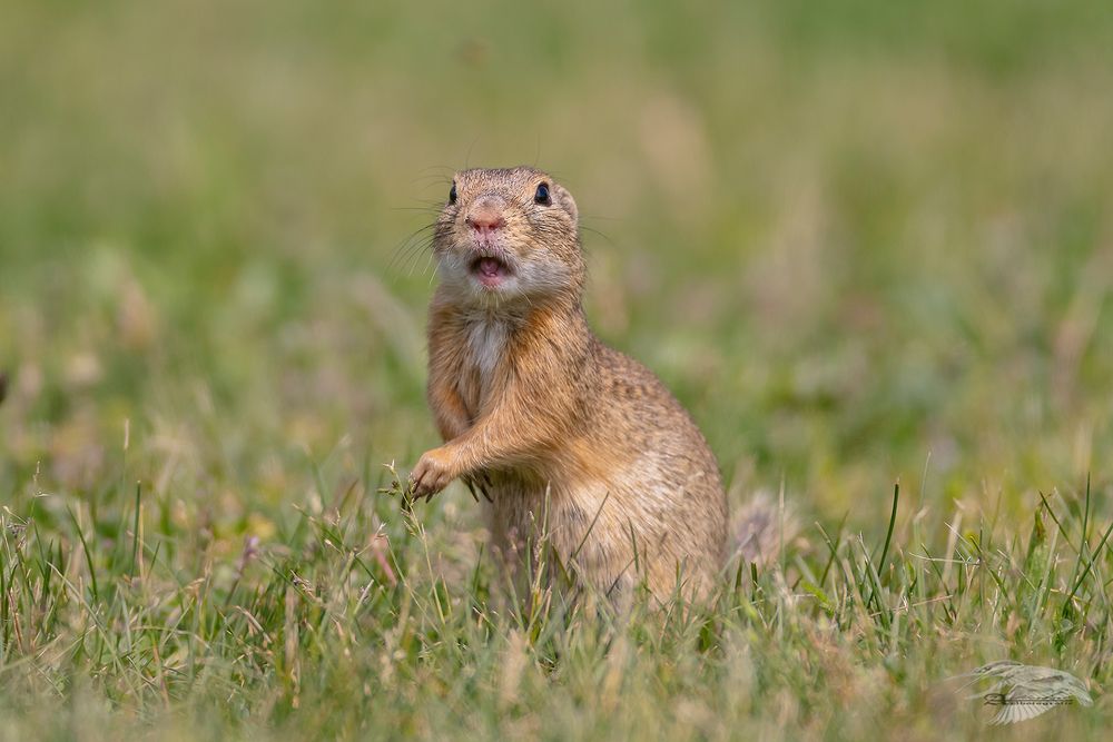 Nanu Foto & Bild | tiere, wildlife, säugetiere Bilder auf fotocommunity
