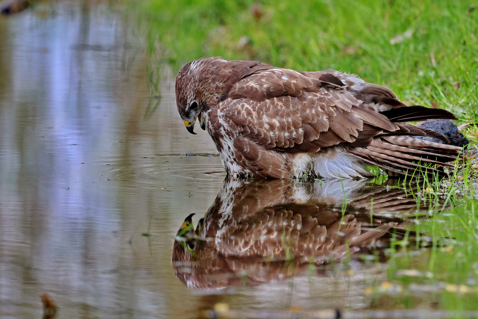 Nanu.... Foto & Bild | natur, tiere, vögel Bilder auf fotocommunity