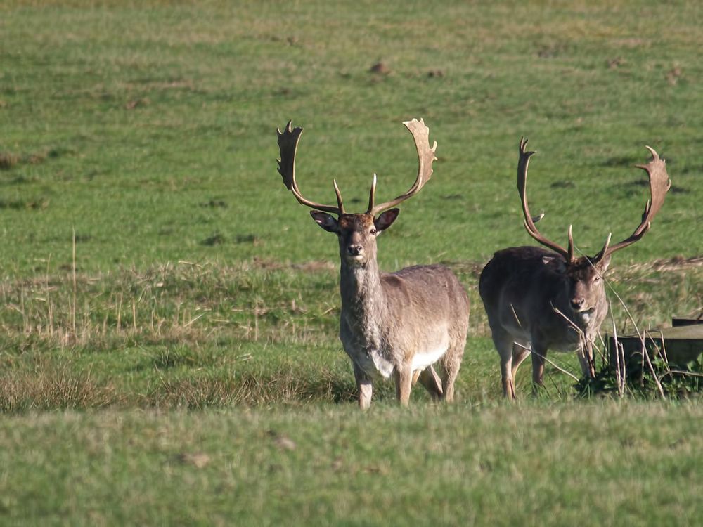 nanu... Foto & Bild | natur, tiere, wildlife Bilder auf fotocommunity