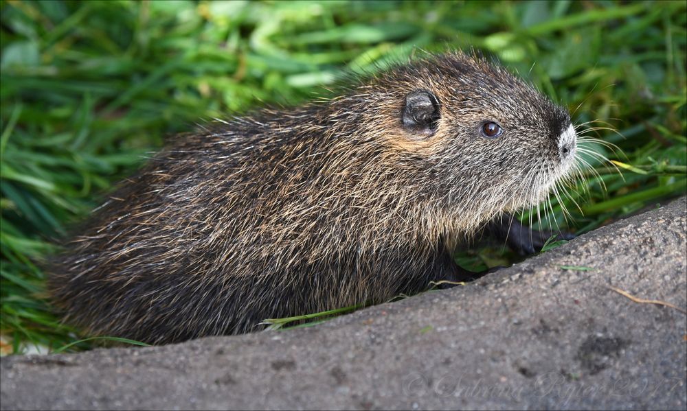 Nanu? Foto & Bild | tiere, zoo, wildpark & falknerei, säugetiere Bilder ...