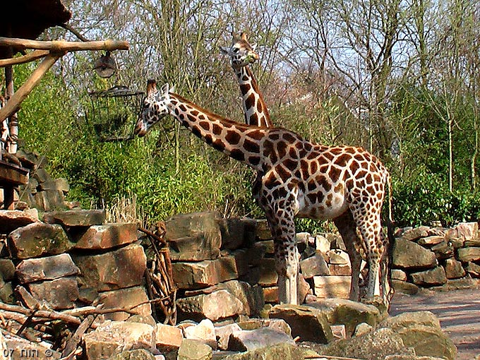 Nanu !?! Giraffe als Mutant? Foto & Bild | tiere, zoo, wildpark ...