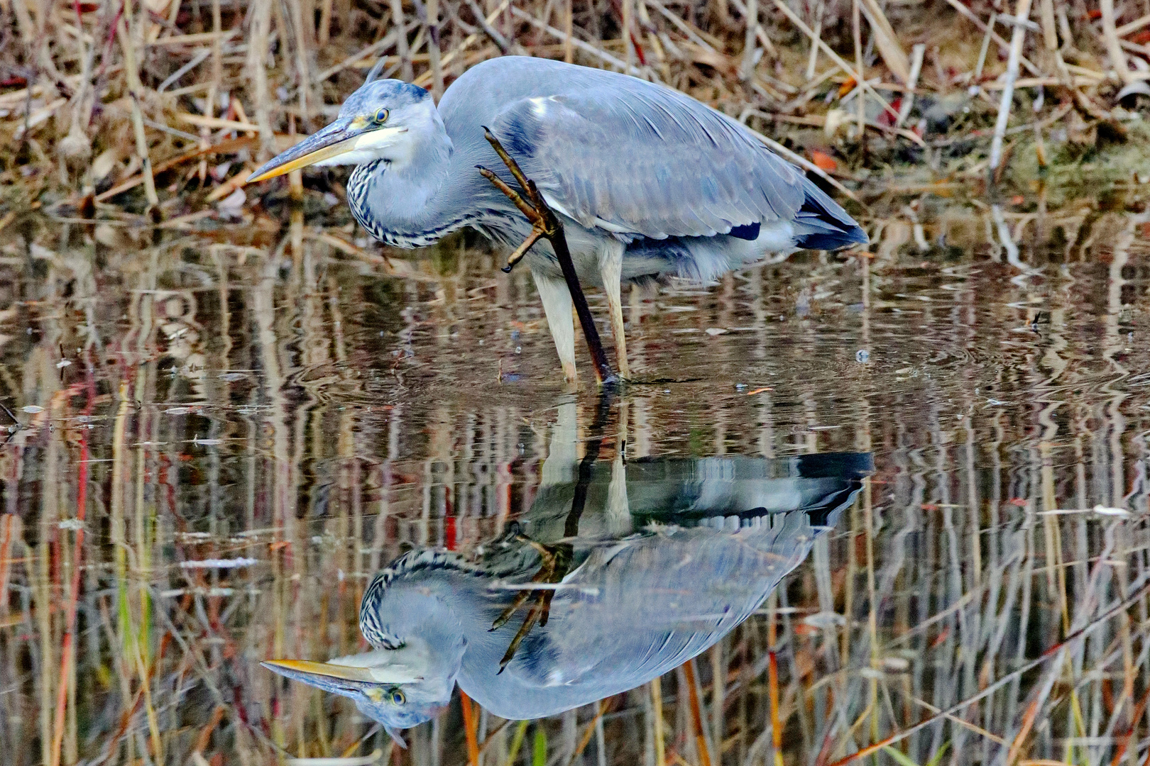 Nanu, was ist das? Foto & Bild | tiere, wildlife, wild lebende vögel ...