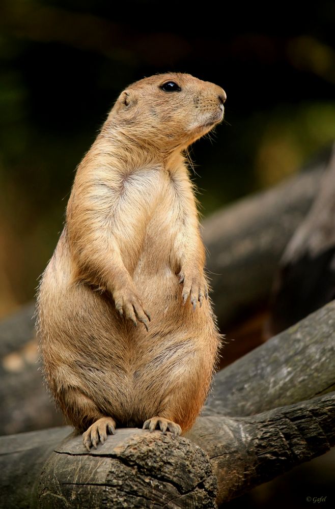 Nanu, wer kommt denn da? Foto & Bild | tiere, zoo, wildpark & falknerei ...