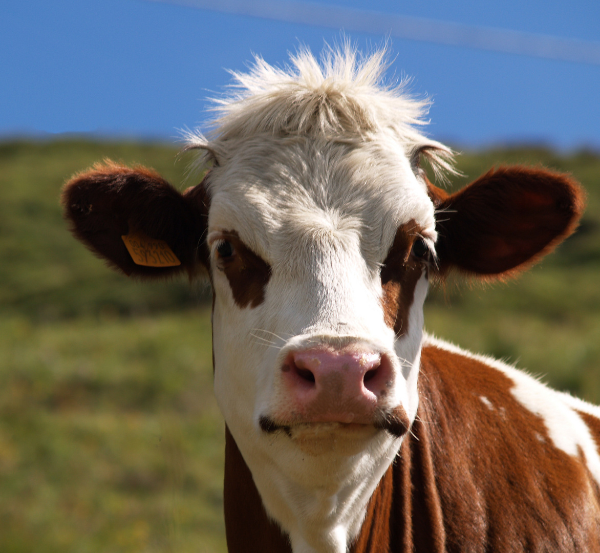 Nanu wie guckt die Kuh Foto & Bild | tiere, haustiere, nutztiere Bilder ...