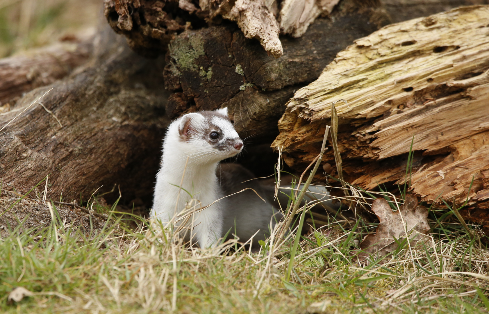 nanü?? Foto & Bild | natur, zoo, tiere Bilder auf fotocommunity