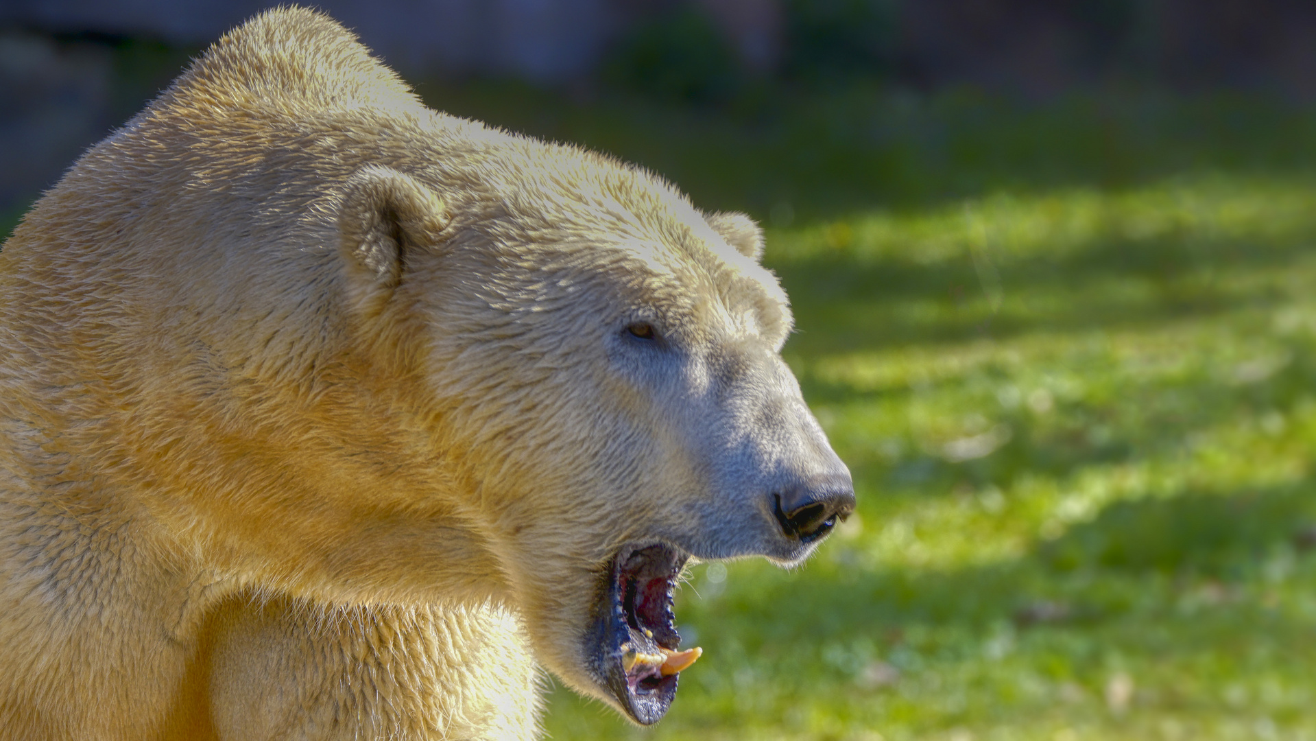Nanuq Foto & Bild | tiere, zoo, wildpark & falknerei, säugetiere Bilder ...