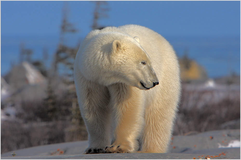 Nanuq Foto & Bild | tiere, wildlife, säugetiere Bilder auf fotocommunity