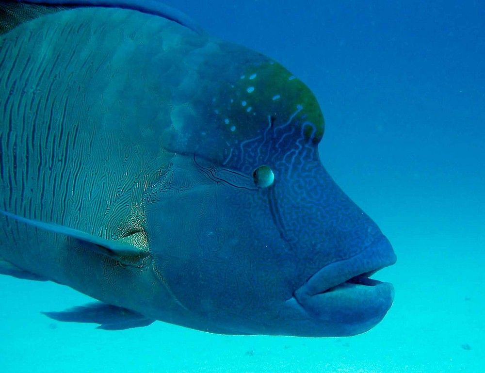 Napoleonfisch auf Kollisionskurs Foto & Bild | tiere, wildlife, fische ...