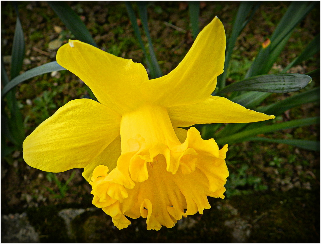 narcisse photo et image | fleurs, fleurs , nature Images fotocommunity