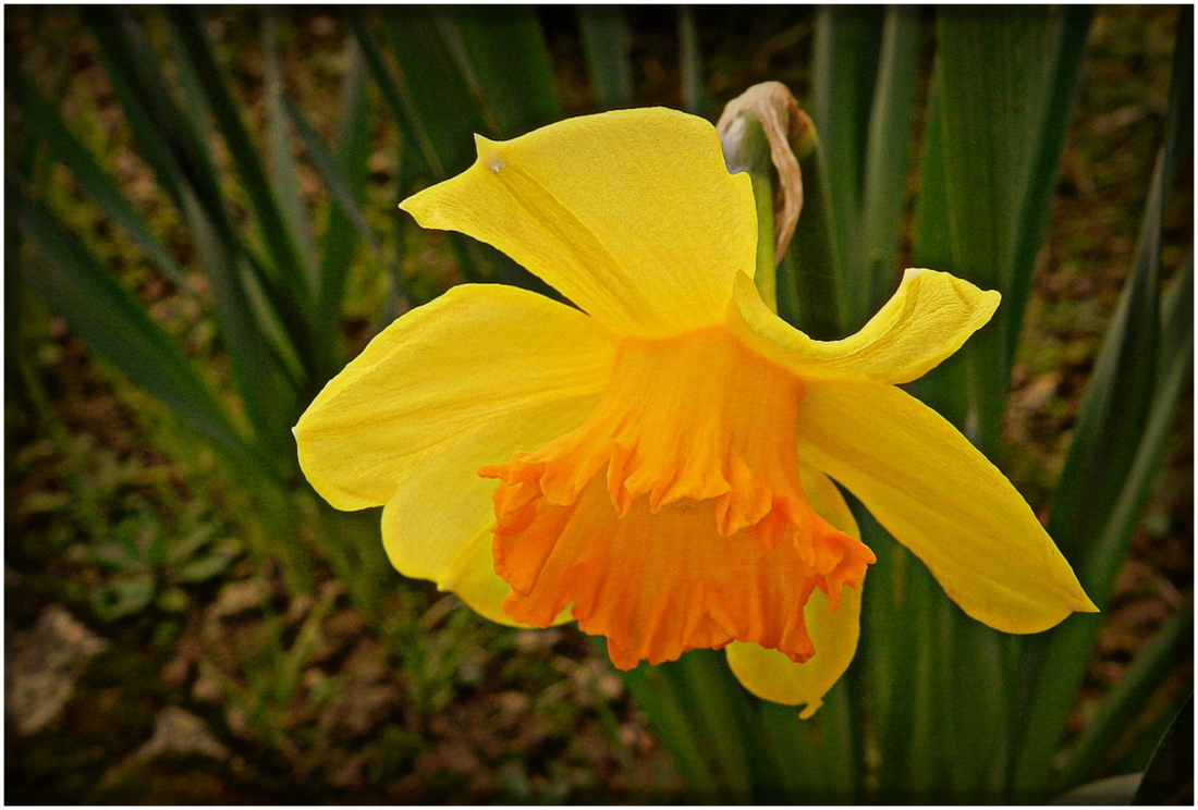 narcisse photo et image | fleurs, fleurs , nature Images fotocommunity