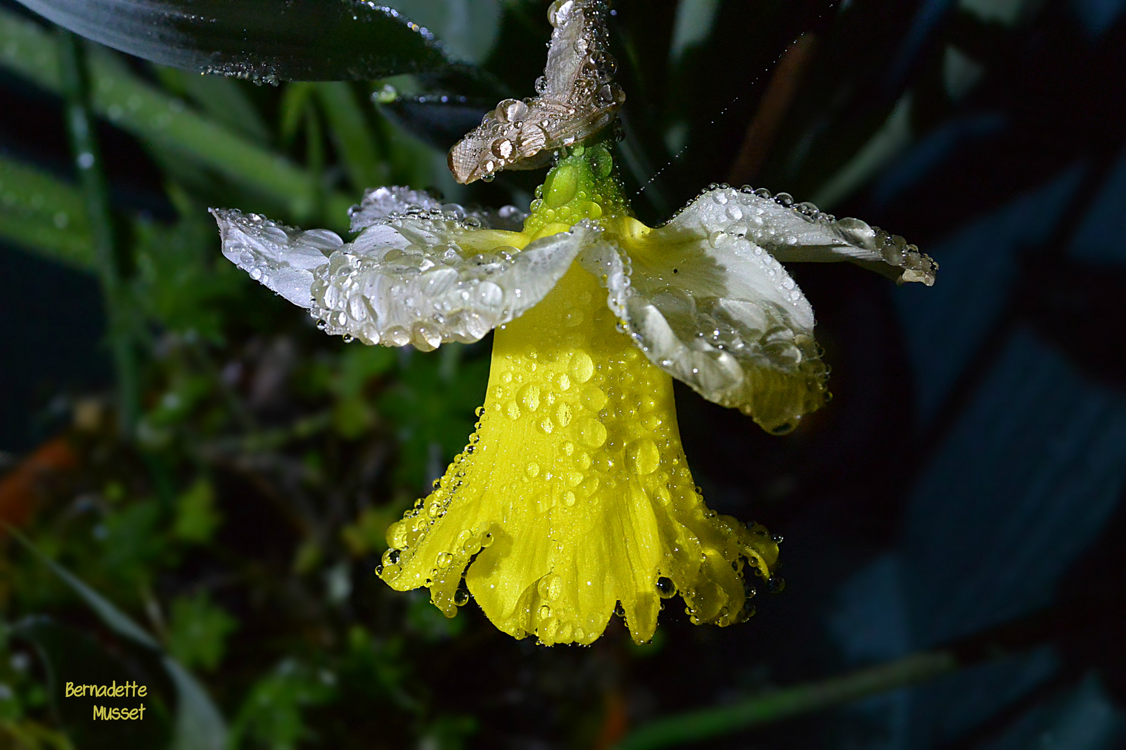 Narcisse photo et image | nature, fleurs, narcisse Images fotocommunity