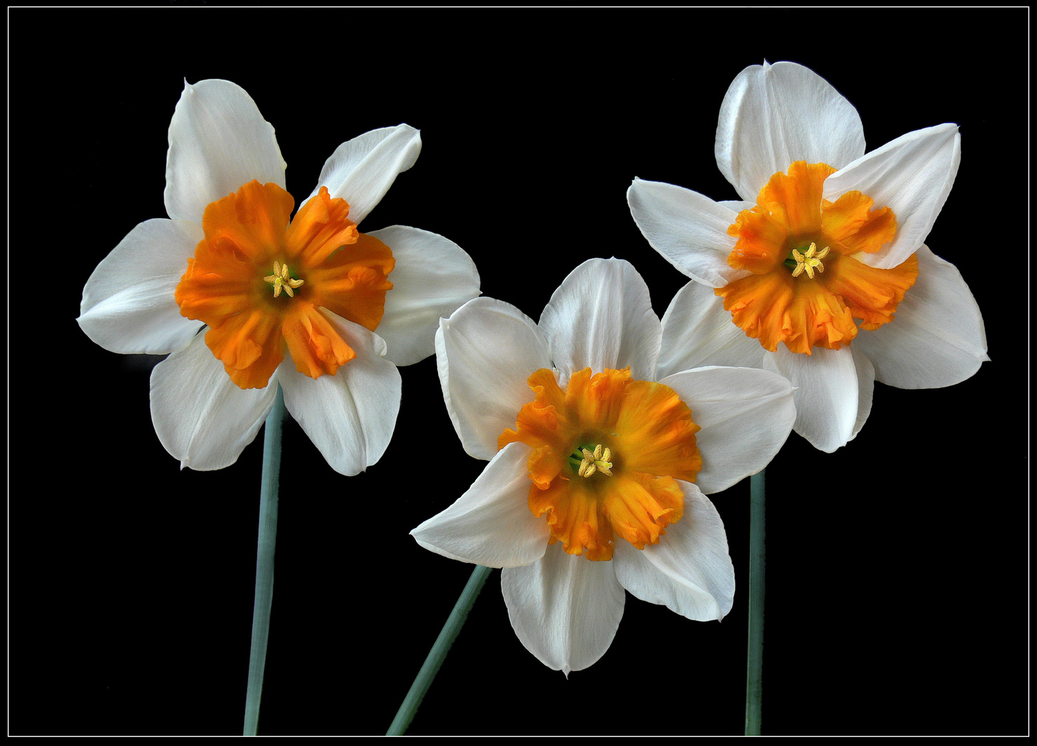 Narzissen Foto & Bild | natur, blumen, pflanzen Bilder auf fotocommunity