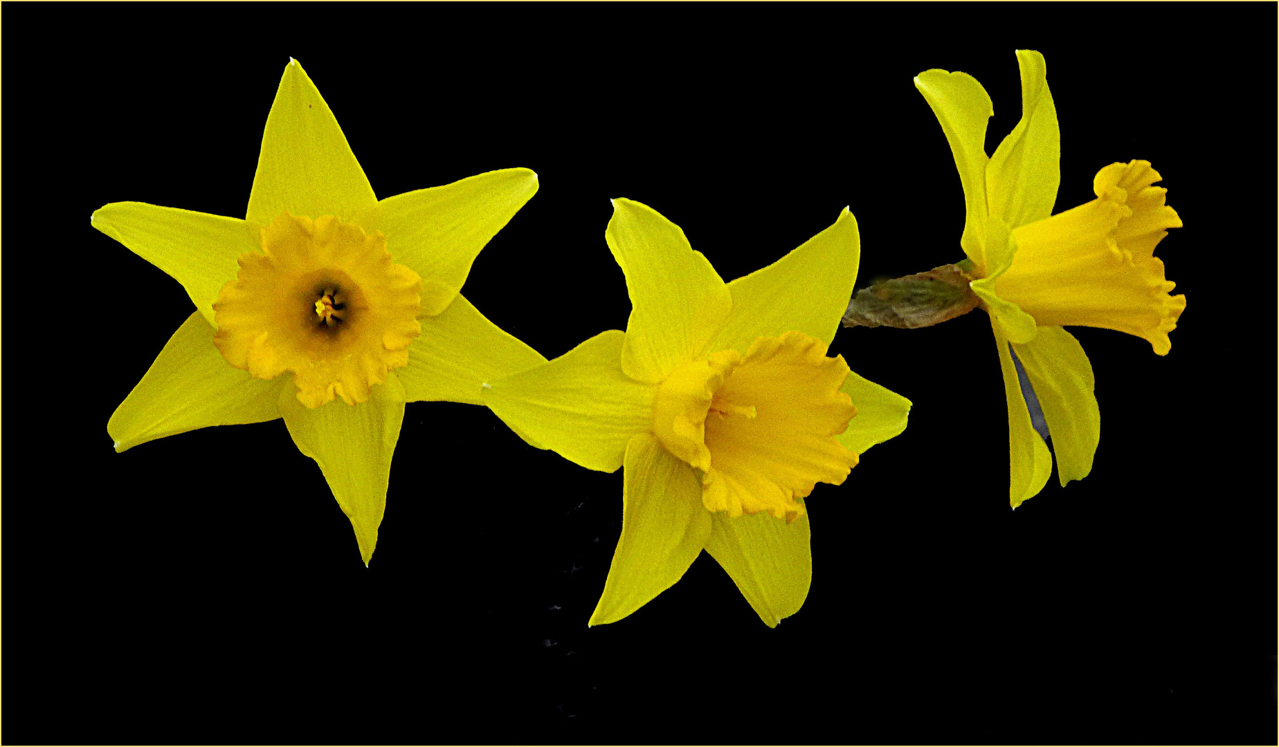 Narzissen (2) Foto & Bild | natur Bilder auf fotocommunity