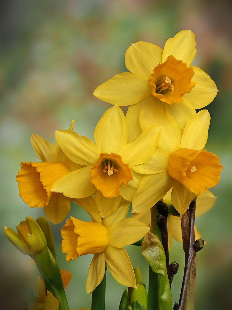 Narzissen Foto & Bild | pflanzen, pilze & flechten, blüten ...