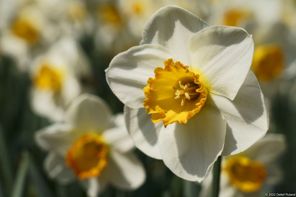 Narzissen Foto & Bild | frühling, natur, landschaft Bilder auf ...
