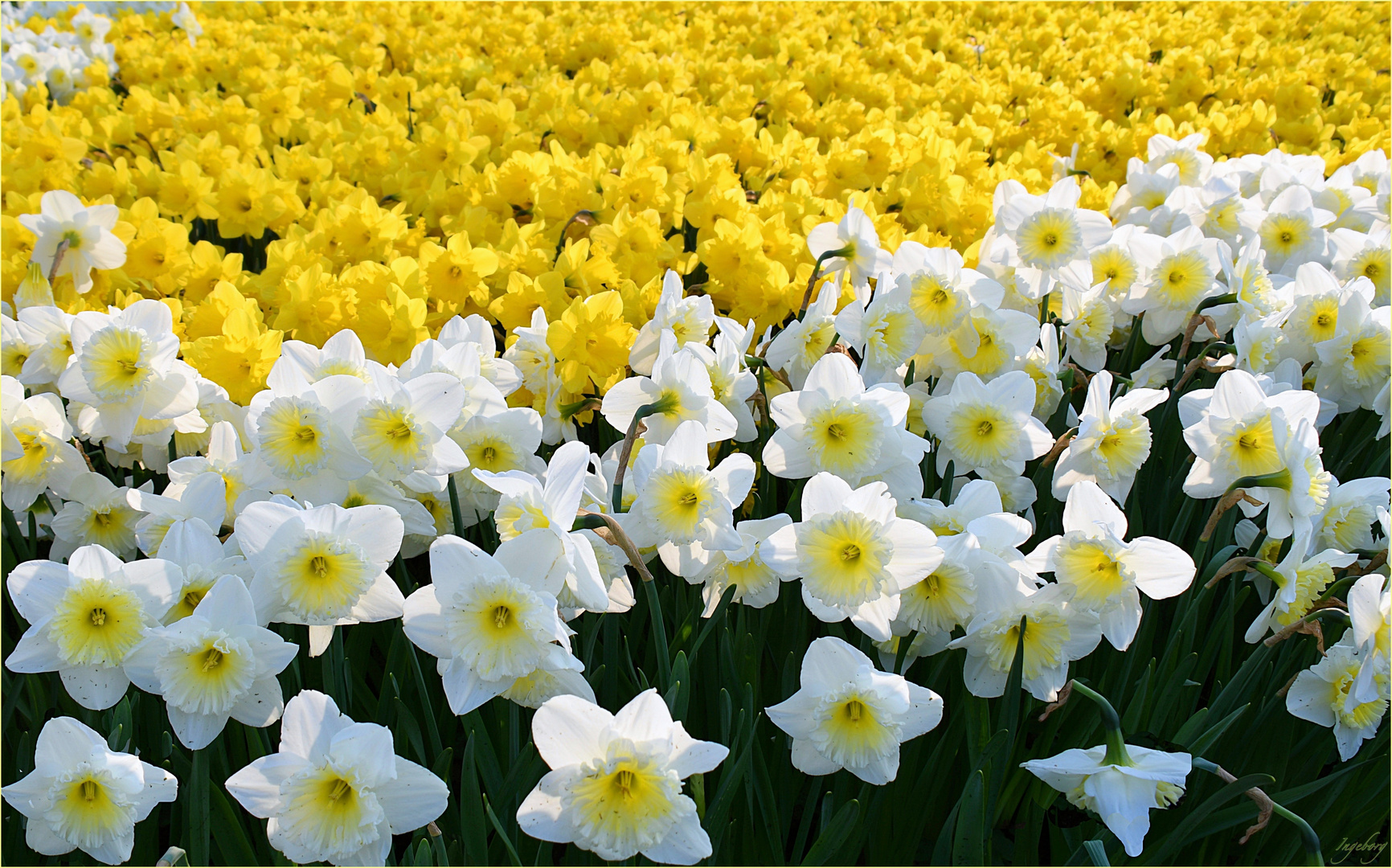 Narzissen Foto & Bild | frühling, natur, poesie Bilder auf fotocommunity