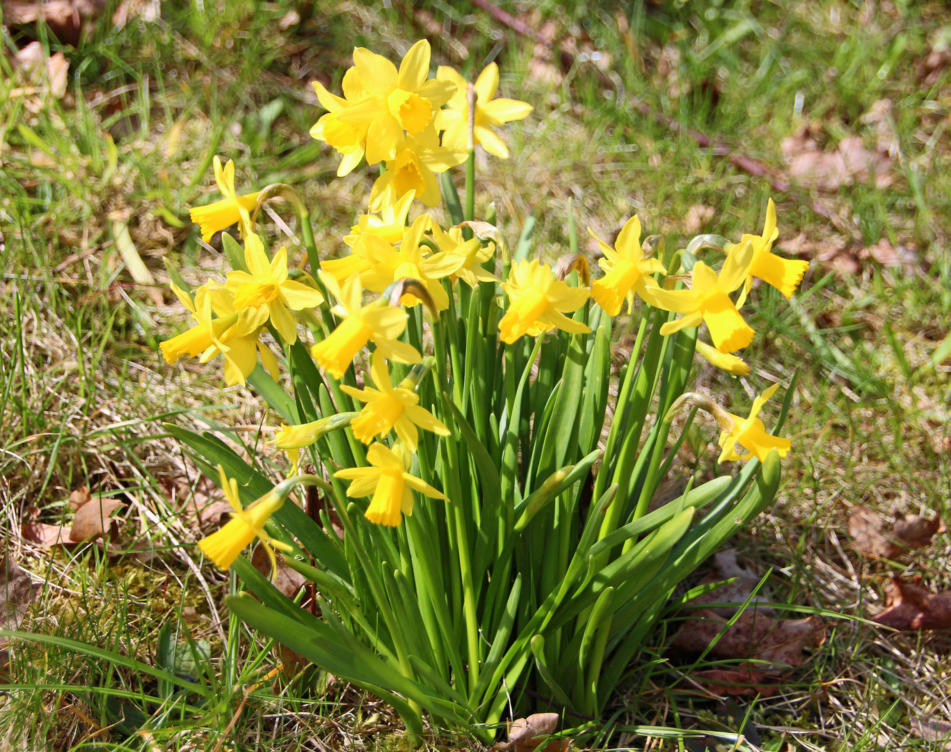Narzissen Foto & Bild | jahreszeiten, frühling, gelb Bilder auf ...