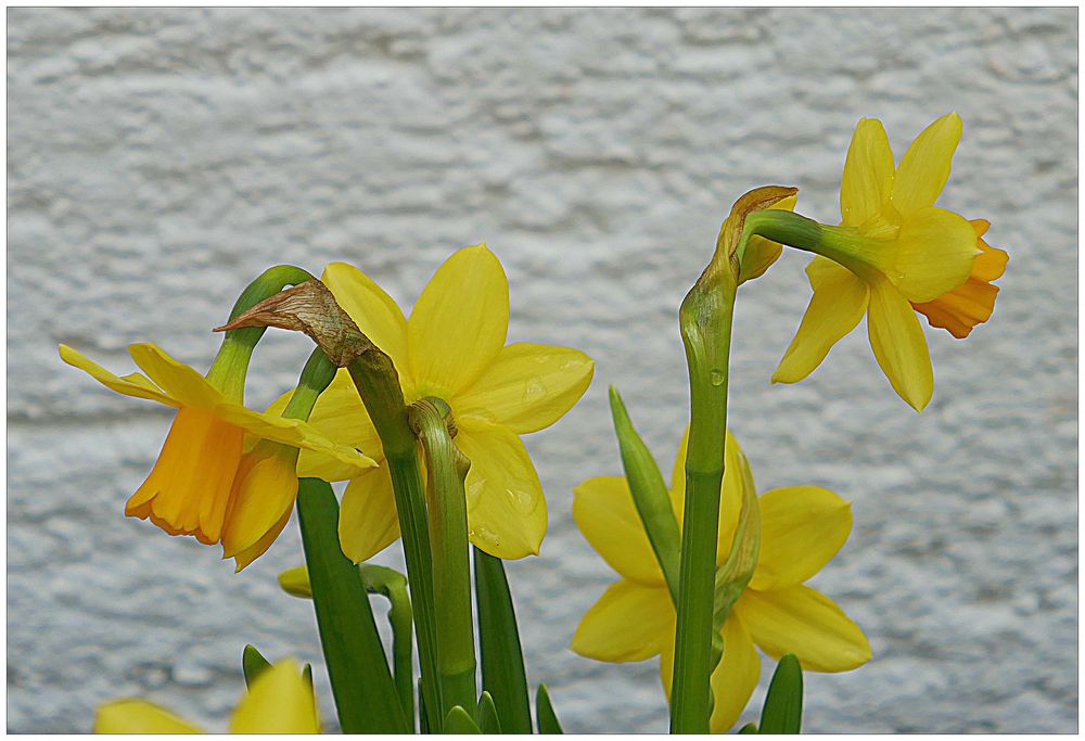 Narzissen im Pflanzgefäß Foto & Bild | frühling, natur, stillleben ...