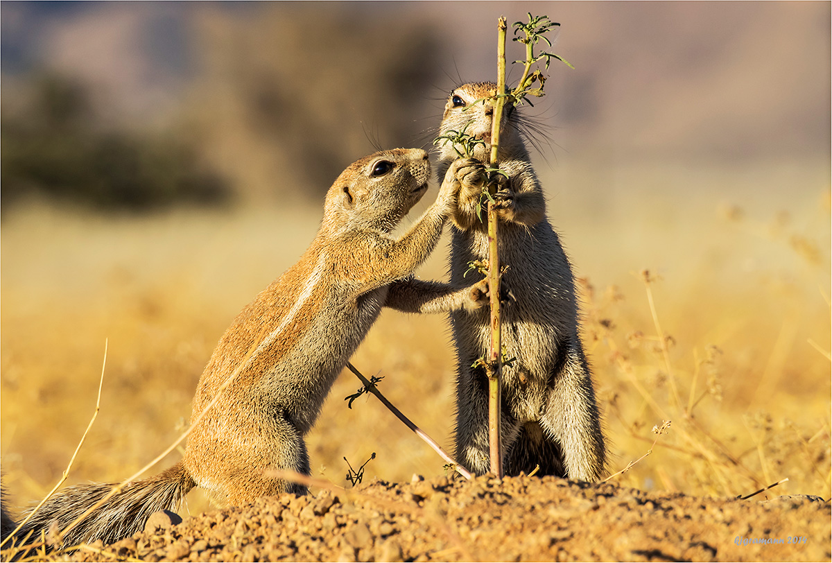 naschen am grün..... Foto & Bild | africa, southern africa, namibia ...