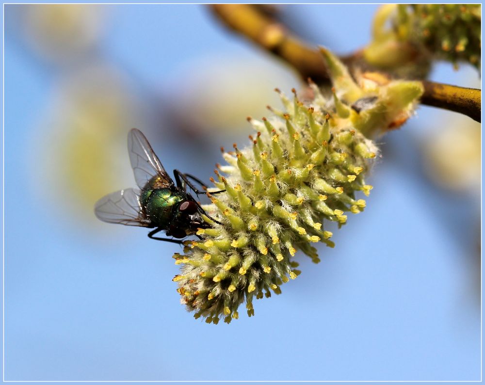 * Naschen erlaubt * Foto & Bild | tiere, wildlife, insekten Bilder auf ... * Naschen erlaubt * Foto & Bild | tiere, wildlife, insekten Bilder auf ...