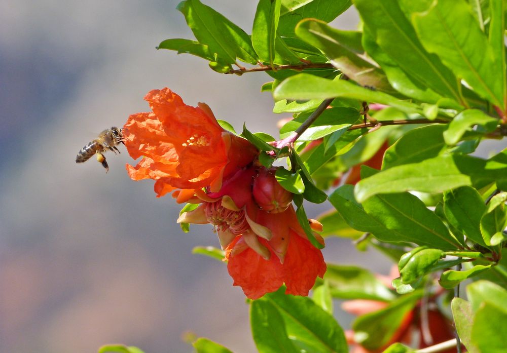 Naschen erlaubt ..... Foto & Bild | pflanzen, pilze & flechten, bäume ... Naschen erlaubt ..... Foto & Bild | pflanzen, pilze & flechten, bäume ...