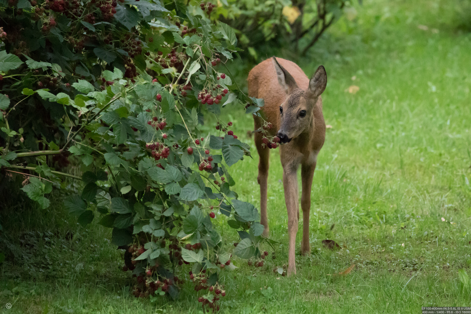 Naschen - nicht erlaubt, aber geduldet Foto & Bild | tiere, wildlife ... Naschen - nicht erlaubt, aber geduldet Foto & Bild | tiere, wildlife ...