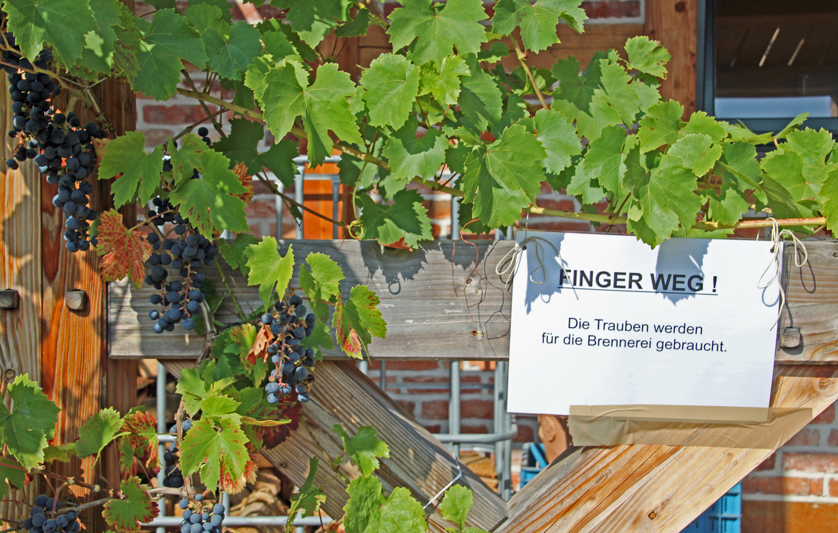 Naschen verboten! Foto & Bild | pflanzen, pilze & flechten ... Naschen verboten! Foto & Bild | pflanzen, pilze & flechten ...