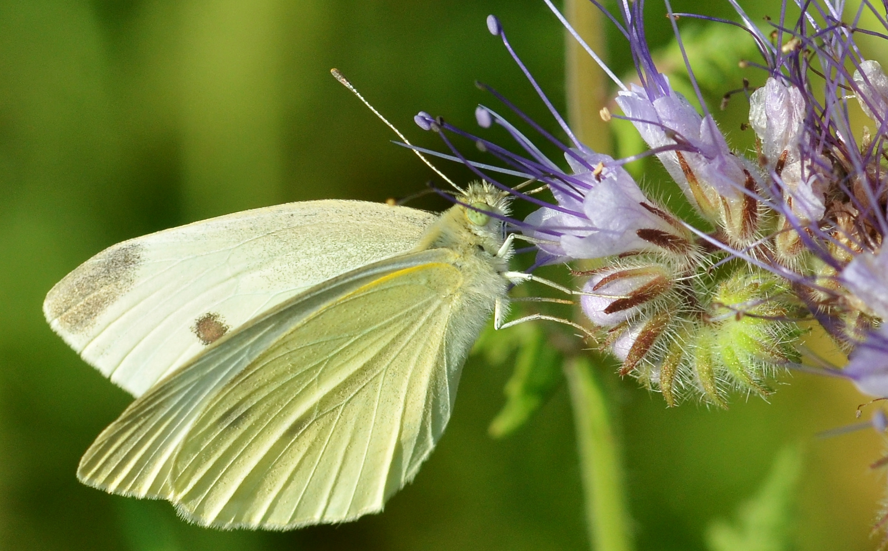 Nascher Foto & Bild | wald, wiese, feld Bilder auf fotocommunity