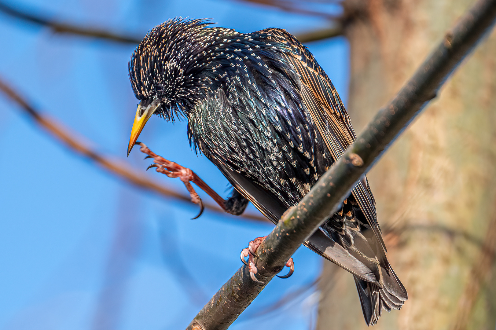 Nase Juckt Foto & Bild | tiere, wildlife, wild lebende vögel Bilder auf ...